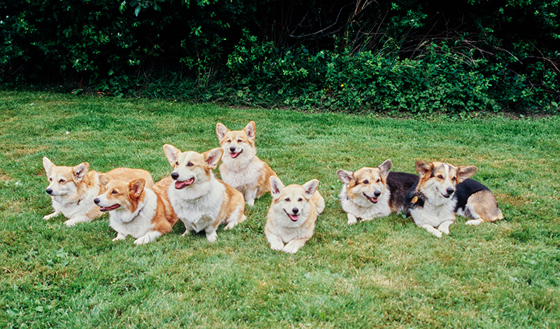 Know Your HOA Pet Policy To Avoid Issues | Condo Manager